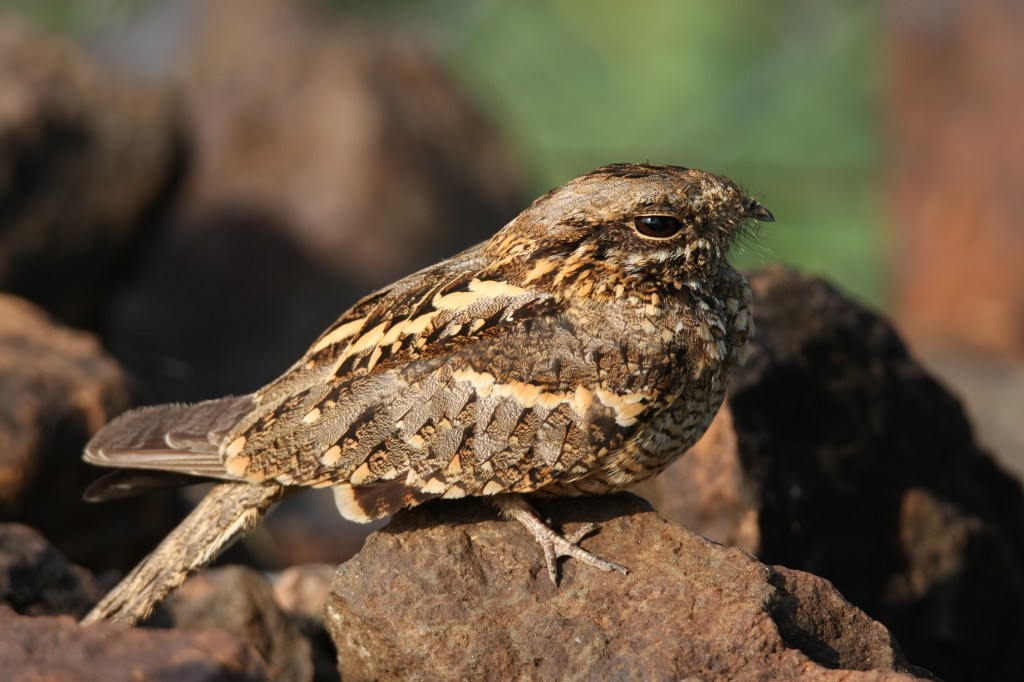 The Cryptic Slender-tailed Nightjar at the Rocky Cliffs of Lake Baringo ...