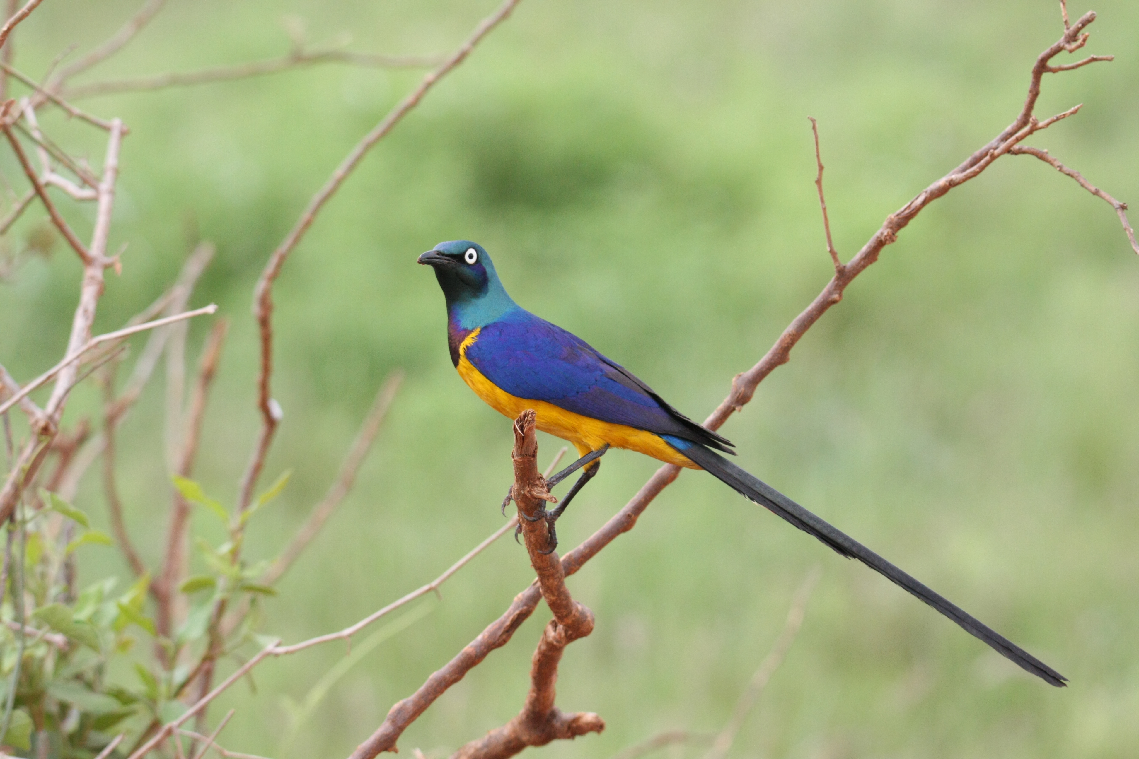 Golden-breasted Starling at Tsavo East National Park. – Kenya Birding