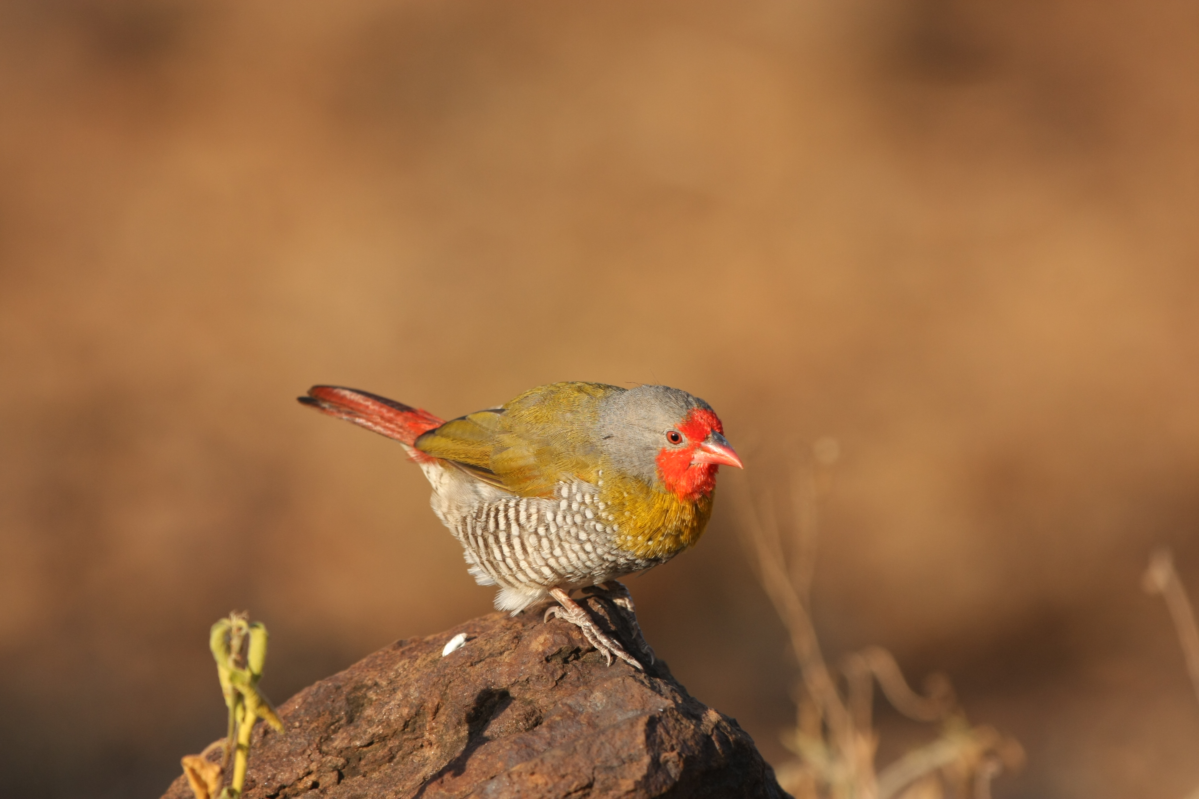 Green-winged Pytilia, A Semi-arid Savanna Striking Waxbill. – Kenya Birding