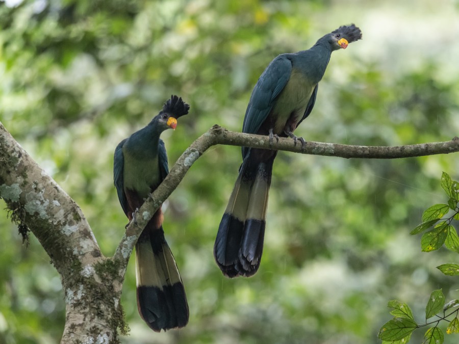 The Great Blue Turaco: Africa’s Vibrant Forest Jewel – Kenya Birding